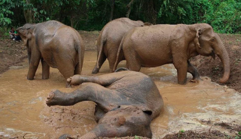 The Best Elephant Sanctuaries to Visit in Thailand – Inspire Your Trip